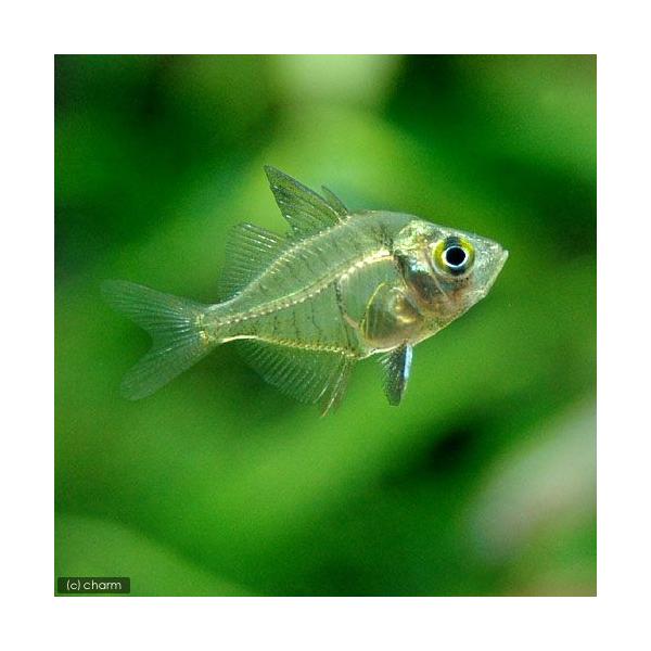 _aqua　熱帯魚・エビ他　その他の熱帯魚　その他の仲間　インディアングラスフィッシュ　５匹　Chandaranga　fish_database　tcmasa　indianglass　otherfish0504　kaijyo　透明　MS01...