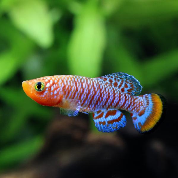 PF_SPQ　熱帯魚・エビ他　ランプアイ・卵生メダカ　ノソブランキウス・ラコビー　ペア　1匹　fish_database　メダカの仲間　Nothobranchius　rachovii　osaka73　tckamome　movie_12819...