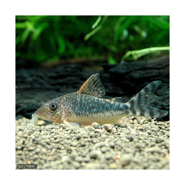 PF_SPQ　熱帯魚・エビ他　コリドラス　セミロングノーズ　コリドラスロングノーズゴッセイ　ワイルド　1匹　Brochis　Corydoras　seussi　C27　C027　fish_database　セウシー　セウシィ　セウジィ　cor...