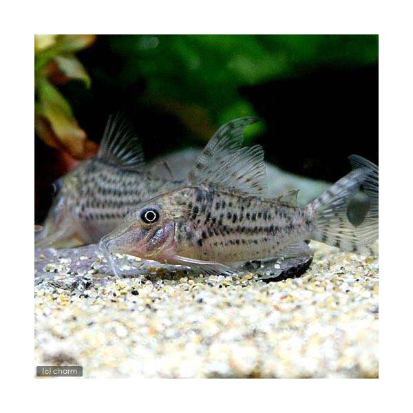 PF_SPQ　熱帯魚・エビ他　コリドラス　ロングノーズ　コリドラス・ブロッキー　ヴィッタートス　ヴィッタータス　ビッタータス　ビッタートゥス　ワイルド　１匹　Ｃｏｒｙｄｏｒａｓ　ｓｐ．　ｂｌｏｃｈｉ　ｖｉｔｔａｔｕｓ　Ｃ１５５　fish_d...