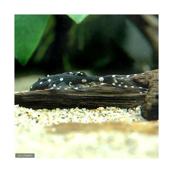 PF_SPQ　熱帯魚・エビ他　プレコアグアプレコ　トリムプレコ　Ｓサイズ　１匹　Ａｃａｎｔｈｉｃｕｓ　ａｄｏｎｉｓ　sp．aff．ａｄｏｎｉｓ　fish_database　トリム・マグナム系　特集　アドニスプレコ　pleco_massigu...