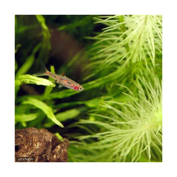 PF_SPQ　_aqua　熱帯魚・エビ他　コイ　ラスボラ等　種類で選ぶ　ボララス系　ボララス・メラー　６匹　fish_database　小型種　小型水槽用小型コイ　Ｂｏｒａｒａｓ　ｍｅｒａｈ_brrsmfs　fishtop2_141022　...