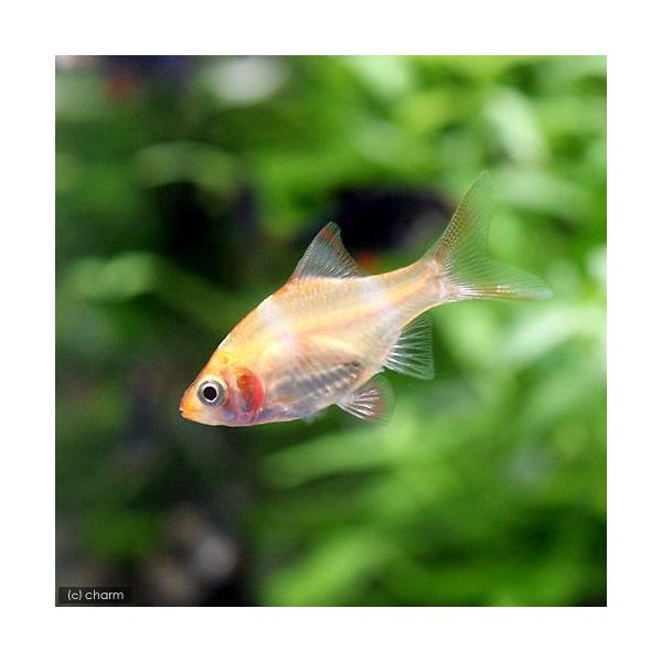 _aqua　熱帯魚・エビ他　コイ　ラスボラ等　種類で選ぶ　バルブ　プンティウス　系　ゴールデンアルビノ・スマトラ　６匹　fish_database　小型種　ビギナーにオススメ　Ｐｕｎｔｉｇｒｕｓ　Ｐｕｎｔｉｕｓ　Ｓｙｓｔｏｍｕｓ　ｔｅｔｒａ...