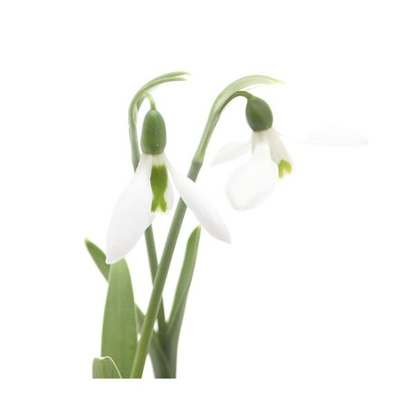 （観葉植物）　ガーデニング　花　苗　スノードロップ　育て方　育成方法　栽培方法　観葉植物　_gardening　鉢植え　ポット　ガーデニング生体　植物　植物生体　早春　ヒガンバナ科ガランサス属　ガランサス　秋植え　Galanthus　niv...
