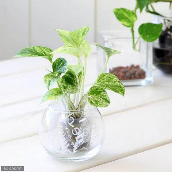 _hachu　_kame　観葉植物　園芸　ガーデニング　ビバリウム　アクアテラリウム　パルダリウム　サトイモ　Pothos　エピプレムヌム　Epipremnum　pinnatum　Marble　ハイドロカルチャー　オアシス苗　all_pla...