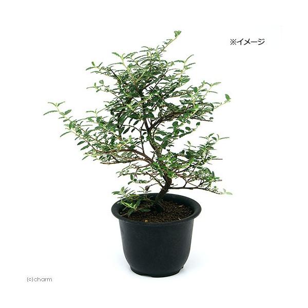 _gardening　ガーデニング　花　苗　天皇梅　テンノウバイ　テンノウメ　テンノウウメ　20120221　TS　育て方　育成方法　栽培方法　kaijyo　opa2_delete　toukihassouhuka
