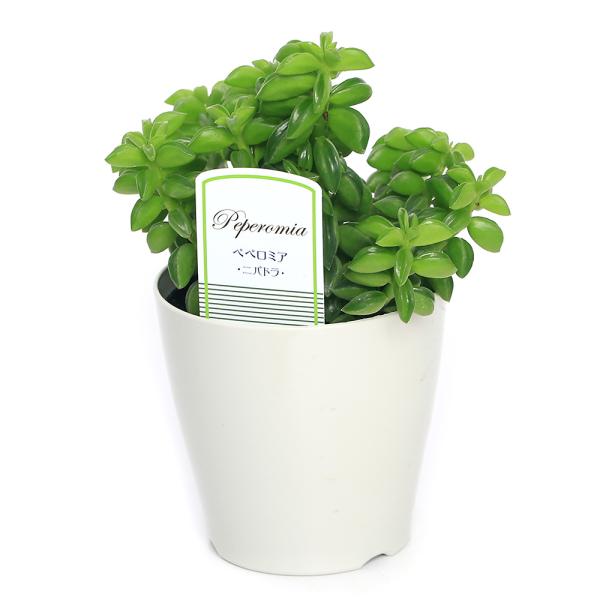 観葉植物　園芸　ガーデニング　ビバリウム　アクアテラリウム　パルダリウム　両爬向き植物　コショウ科　つる性　匍匐性　サダソウ属　Peperomia　'nipadora'(nivalis　×　dolabriformis)　二バリス　ドラブリフ...