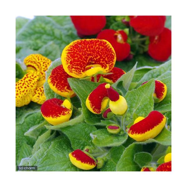 ガーデニング　花　苗　カルセオラリア　ぷっくり　花苗　花壇苗　20120214　HT　whiteday2014_flower　育て方　育成方法　栽培方法　観葉植物　kaijyo