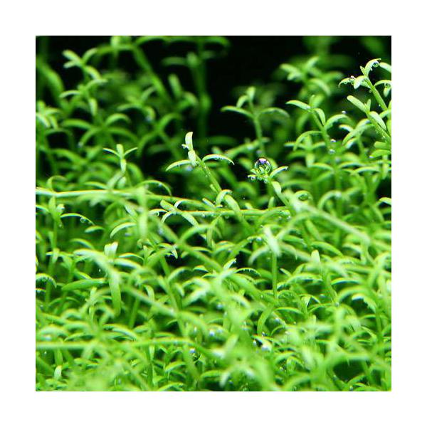 PF_SPQ　熱帯魚　水草　前景草　横に広がる　all_plants　インドクラススラ　_aqua　mzkzesal1103　kaijyo　20181206　ハコベ　絨毯　wptop1_190724　mizks1013event　mizks...