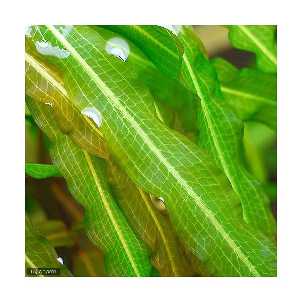 PF_SPQ　_aqua　熱帯魚　有茎（サ〜ナ行）　水草　後景草　透明感のある　all_plants　Ｐｏｔａｍｏｇｅｔｏｎ　wp_kywrd　onecoin水草0210　kchan15　wptop4_180919