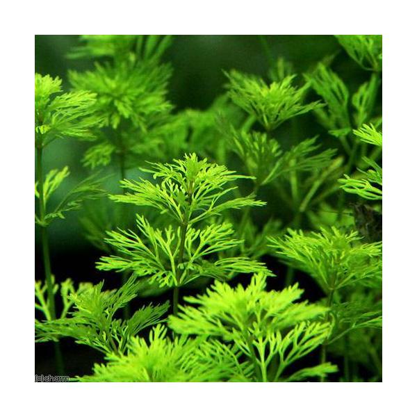 PF_SPQ　熱帯魚　_wp　水草　中景草　繊細な　all_plants　wp_kywrd　AT　20130710　_aqua　wptop4_190109　p5mizbrk2305　y22m01