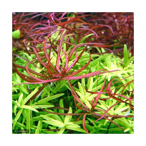 PF_SPQ　熱帯魚　_wp　後景草　赤い　アカバナ科　Onagraceae　チョウジタデ属　Ludwigia　arcuata　水中葉　無農薬　20071005　YS　_aqua　ニードルリーフ　autumn_wp　p5mizbrk2305...