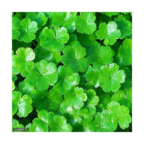 PF_SPQ　_aqua　plants20071031　水草　前景草　横に広がる　all_plants　ノチドメはこちら　水上葉_前景草　wp_kywrd　wp0602004　greenplants　y22m01