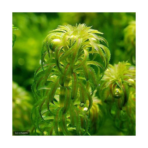 PF_SPQ　熱帯魚　_aqua　有茎　ハ行　水草　後景草　透明感のある　all_plants　wp_kywrd　ibuhu04　msdhj89　manausu01　obaris13　sefarota29　wptop2_190821　p5m...