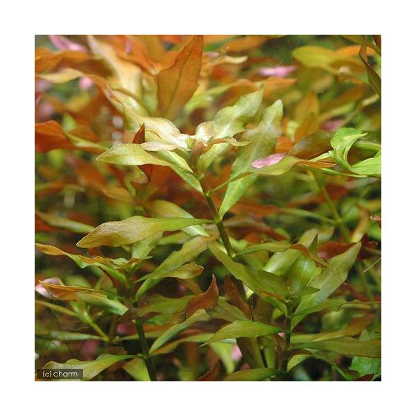 PF_SPQ　_aqua　熱帯魚　有茎　ヤ行　Ludwigia　水草　後景草　赤い　all_plants　水草赤い　wp_kywrd　autumn_wp　wptop4_181205　y22m01
