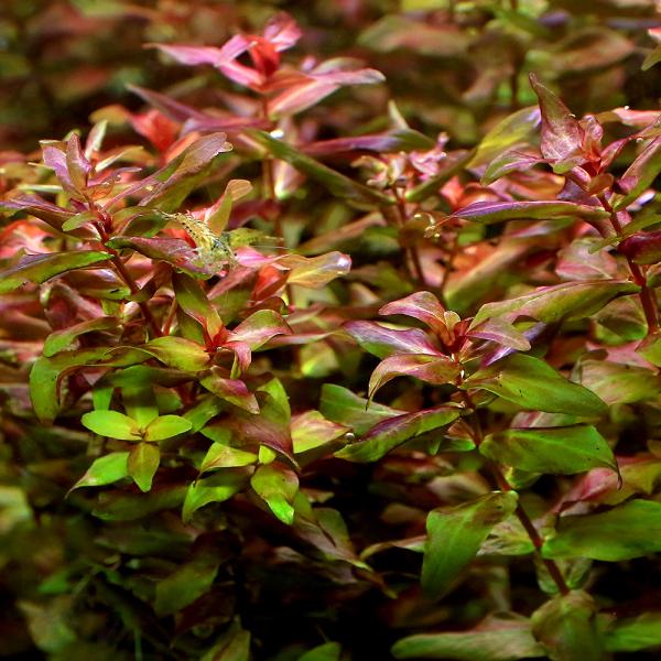 PF_SPQ　Rotala_macrandra　_aqua　熱帯魚　Rotala　macrandra　有茎　ヤ行　水草　後景草　赤い　ロタラマクランドラはこちら　all_plants　水草赤い　レッドリーフバコパ　lotara_macran...