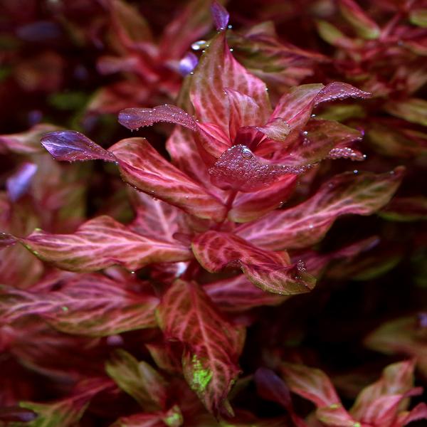 PF_SPQ　Rotala_macrandramadara　熱帯魚　Rotala　macrandra"'variegata"　有茎　ヤ行　水草　後景草　赤い　斑入り　ロタラマクランドラ斑入りはこちら　all_plants　水草赤い　wp_k...