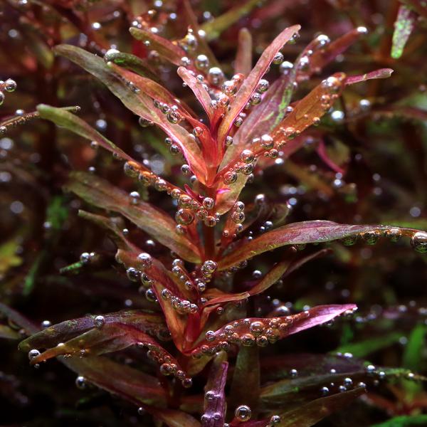 PF_SPQ　Rotala_macrandranalo　熱帯魚　Rotala　macrandra"narrow"　水草　後景草　赤い　all_plants　水草赤い　ロタラマクランドラナローリーフはこちら　wp_kywrd　autumn_w...