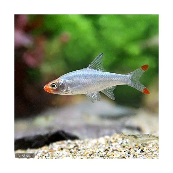 PF_SPQ　熱帯魚・エビ他　コイ（ラスボラ等）　種類で選ぶ　ケラ系　レッドフィンレッドノーズ　４匹　fish_database　sａwｂwａ　ｒｅsｐｌｅｎｄｅｎs　小型種　onepoint　kimagure0304熱帯魚　kimagur...