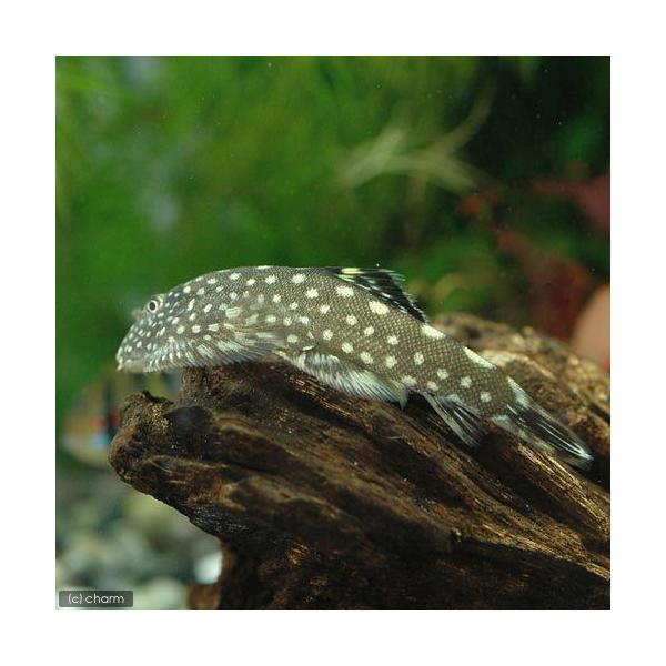 _aqua　熱帯魚・エビ他　ローチの仲間　タニノボリ・吸い付き系　ボルネオ・プレコ　３匹　コイ　ラスボラ等　ローチ・ボーシャ　kaijyo　MS0105　shrimp-mate　tansui60　top_fish1226　top_fish0...