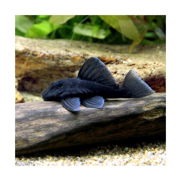 PF_SPQ　_aqua　sfset　熱帯魚・エビ他　プレコ　カイザー・グローボ系　ブルーフィンパナクエ　１匹　Ｌ２３９　fish_database　Ｂａｒｙａｎｃｉｓｔｒｕｓ　ｂｅｇｇｉｎｉ　pleco_massigura　kaijyo　...