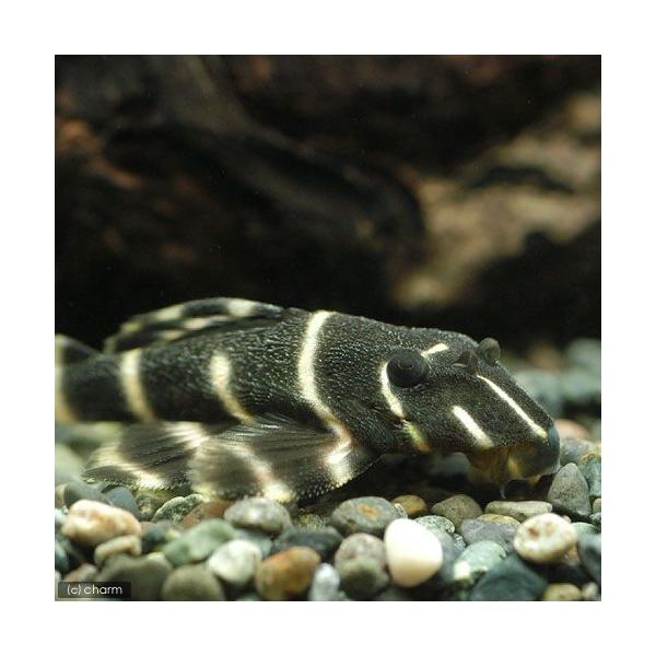 PF_SPQ　_aqua　熱帯魚・エビ他　プレコ　種類で選ぶ　タイガー・ペコルティア系　エンペラーペコルティア　１匹　fish_database　Ｌ―２０４　ぺコルティア系　特集　フラッシュペコルティア　ゴールドラインプラチナゼブラプレコ　...