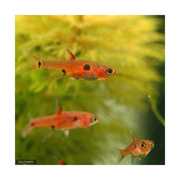 _aqua　熱帯魚・エビ他　コイ　ラスボラ等　ボララス系　ボララス・マキュラータ　１０匹　fish_database　小型種　小型水槽用小型コイ　ビギナーにオススメ　Ｂｏｒａｒａｓ　ｍａｃｕｌａｔｕｓ　kaijyo　MS0105　shrim...