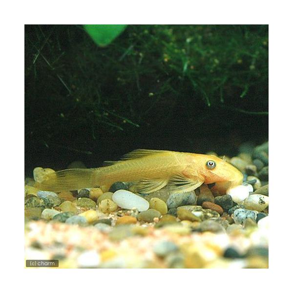 PF_SPQ　_aqua　熱帯魚・エビ他　プレコ　種類で選ぶ　ブッシー・ブロンズ系　ブルーアイゴールデンブッシー　ブリード　ゴールデンミニブッシープレコ　ゴールデンブシープレコ　ゴールデンホワイトエッジパールスポットブッシープレコ　１匹　f...