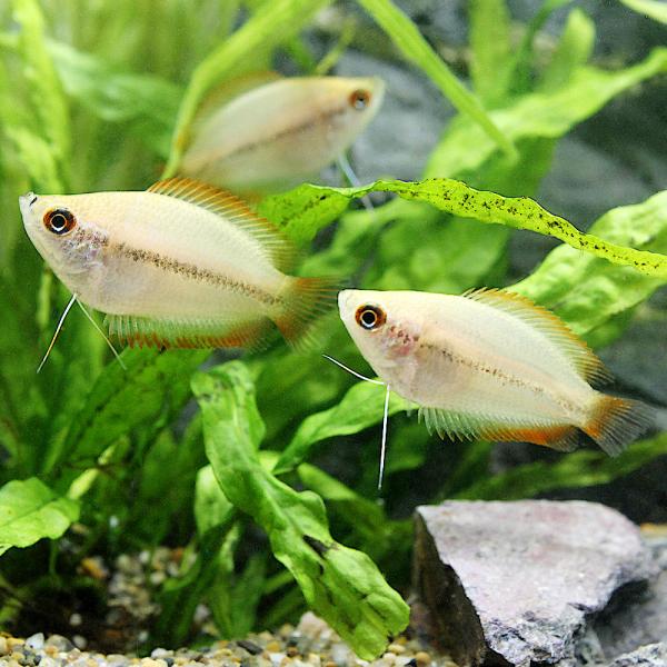 _aqua　熱帯魚・エビ他　グラミー・アナバス　グラミー・リコリス　ゴールデンハニーレッドドワーフグラミー　ゴールデンハニーレッドドワーフグーラミー　ゴールデンハニーレッドドワーフグーラミィグラミー　ビギナーにオススメ　ゴールデンハニーグラ...