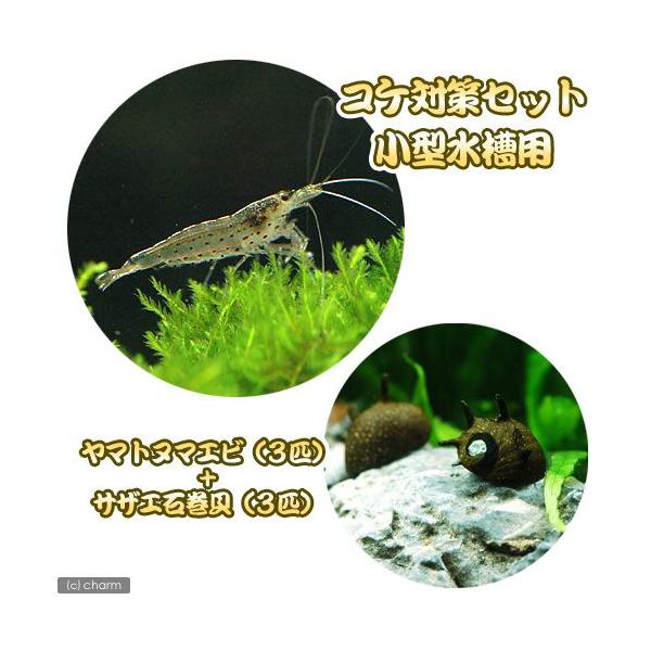 _aqua　熱帯魚・エビ他　ヤマト・ミナミセット　小型水槽用　ヤマトヌマエビ　３匹　サザエ石巻貝　ビオトープにおすすめの生体　食べさせる　水槽壁面のコケを綺麗にする　tachiage淡水生体　ビギナー小型向け生体　seitai_set　ko...