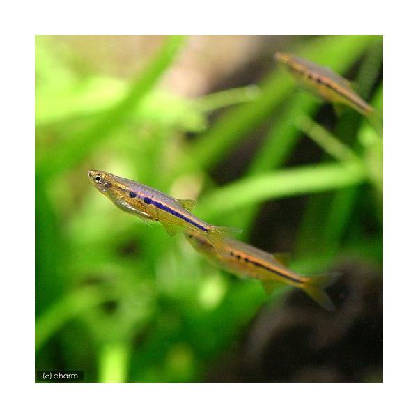 PF_SPQ　_aqua　熱帯魚・エビ他　コイ　ラスボラ等　ケラ系　ケラ・ダディブルジョリィ　４匹　fish_database　Ｃｈｅｌａ　Ｌａｕｂｕｃａ　ｄａｄｉｂｕｒｊｏｒｉ　小型種　ダディブルジョリィハチェットバルブ　iyrhyr18...