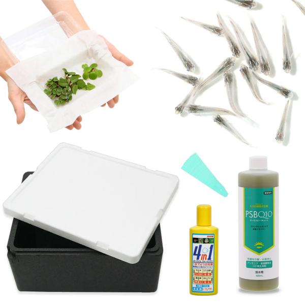 メダカ　ガーデニング　メダカセット　青メダカ　産卵　水生植物　水辺植物　浮き草　ビオトープ　happo_medakakit　startset_medaka　初心者　セット　happoseries　Ｏｒｙｚｉａｓ　ｌａｔｉｐｅｓ　ｖａｒ．　ビ...