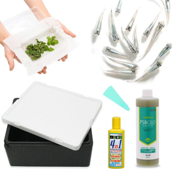 sfset　_aqua　メダカ　メダカセット　幹之メダカ　産卵　水辺植物　浮き草　ビオトープ　happo_medakakit　startset_medaka　happoseries　発泡ボックス　Ｏｒｙｚｉａｓ　ｌａｔｉｐｅｓ　ｖａｒ．　ビ...