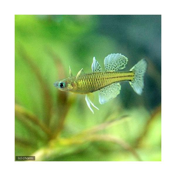 PF_SPQ　熱帯魚・エビ他　レインボーフィッシュ　バタフライ・レインボー　４匹　fish_database　Ｐｓｅｕｄｏｍｕｇｉｌ　ｇｅｒｔｒｕｄａｅ　_fish　_aqua　yELLo_fisH09　shrimp-mate　kaijyo...