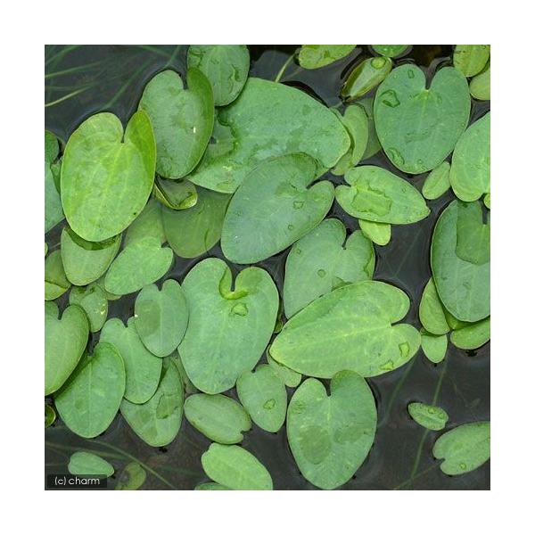 _aqua　_gardening　ビオトープ　水辺植物　水生植物　オモダカ　Ａｌｉｓｍａｔａｃｅａｅ　ガーデニング　水辺植物all_plants　iemqwomq64　植物　植物生体　ガーデニング生体　育て方　育成方法　栽培方法　抽水植物　...