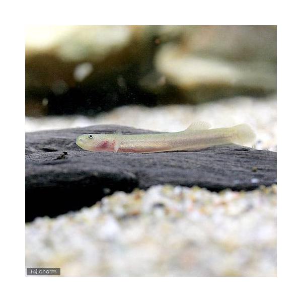 _aqua　生体　fish_database　熱帯魚・エビ他　日本産淡水魚　日淡　川魚）　ハゼの仲間　nittan_nittan　Ｌｕｃｉｏｇｏｂｉｕｓ　ｒｙｕｋｙｕｅｎｓｉｓ　20130110　MS　kaijyo　fishtop6_180...