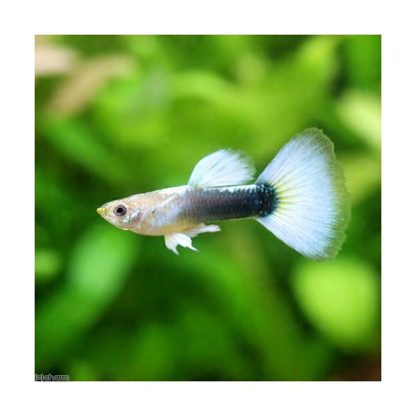 PF_SPQ　熱帯魚・エビ他　グッピー　ノーマル系　ドイツイエロータキシード・グッピー　国産ブリード　１ペア　fish_database　ビギナーにオススメ　_fish　_aqua　熱帯魚生体　kaijyo　top_fish0724　top...
