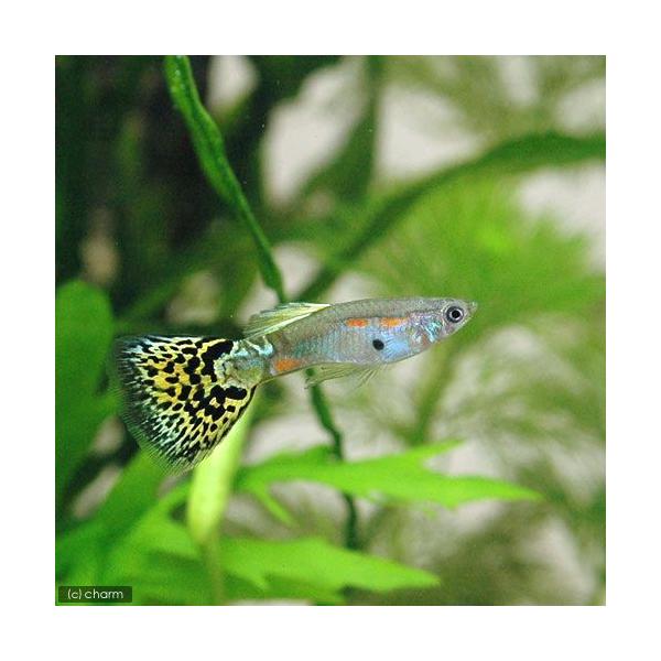 PF_SPQ　_aqua　熱帯魚・エビ他　グッピー　ノーマル系　イエローグラス・グッピー　国産ブリード　１ペア　fish_database　ビギナーにオススメ　weksaka826　kokusan_guppy　kaijyo　top_fsto...