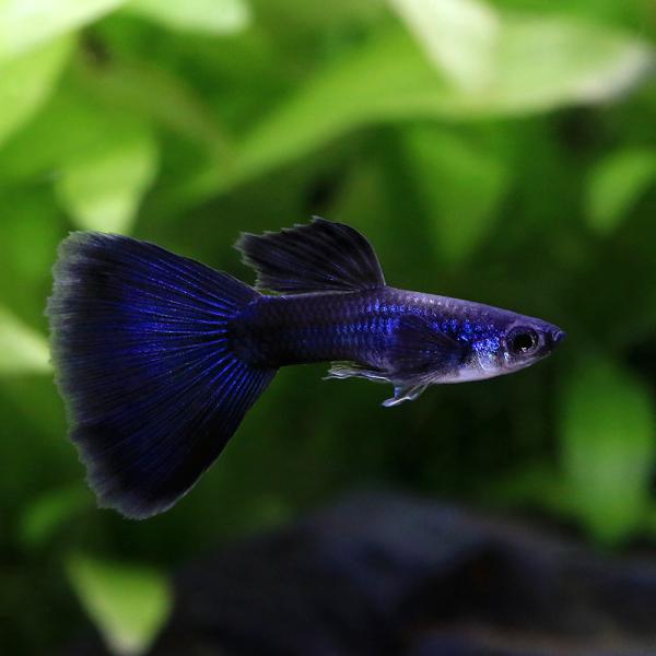 PF_SPQ　熱帯魚・エビ他　グッピー　ノーマル系　モスコーブルー・グッピー　国産ブリード　１ペア　fish_database　weksaka114　kokusan_guppy　kaijyo　top_fstok_guppy603　MS010...