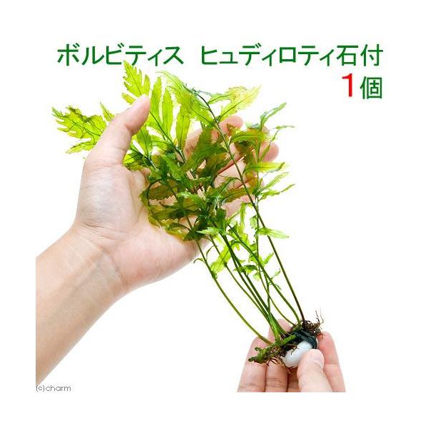 熱帯魚　_aqua　水草　ボルビ・ヒュディ　石付　ZlDKNkRW_wpp　mzks_blbds　qvJZ_3ztT71　wptop7_190807　陰性水草　低光量　しだ　羊歯　ヒュデロッティ　47house　heudelotii　Bol...