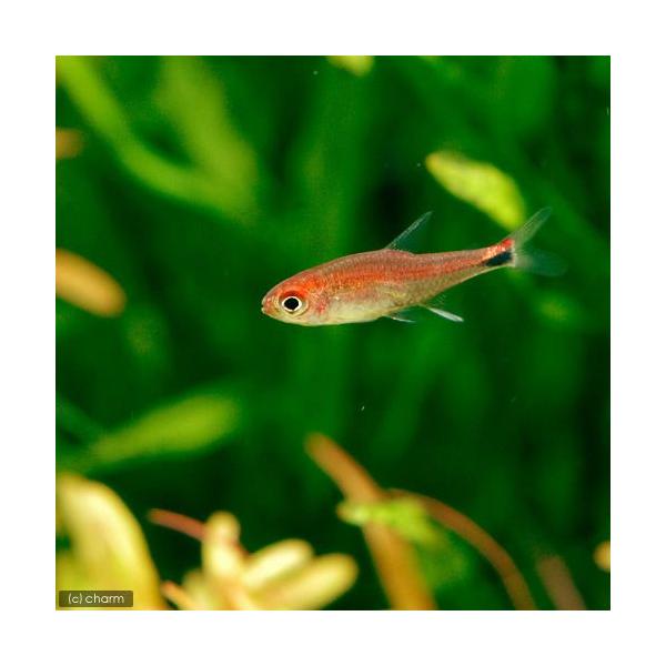 熱帯魚・エビ他　カラシン　テトラ等　南米産　小型種　その他小型種　ディープレッドホタル・テトラ　１２匹　小型水槽用小型カラシン　ルビーテトラ　20101004　ＭＳ　ホタルテトラ　fish_top_red　kaijyo　MS0105　tan...