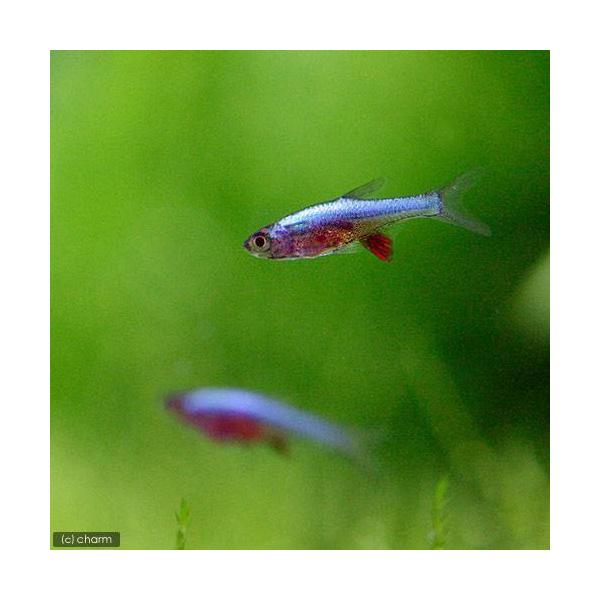 PF_SPQ　熱帯魚・エビ他　コイ　ラスボラ等　ラスボラ系　ラスボラ・アクセルロディ　ブルー　４匹　fish_database　小型種　cool　小型水槽用小型コイ　スンダダニオ・アクセルロディ　ロディブルー　acssel_rody　koi...