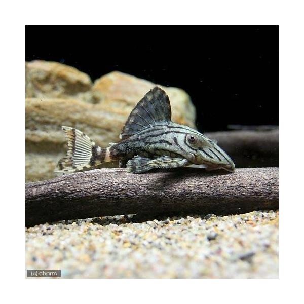 PF_SPQ　熱帯魚・エビ他　プレコロイヤル・パナクエ系　グリーンロイヤルプレコ　Ｓサイズ　１匹　fish_database　パナクエ系　Ｌ１９１　Ｐａｎａｑｕｅ　ｓｐ．　pleco_massigura　MS0105　熱帯魚生体　kaijy...