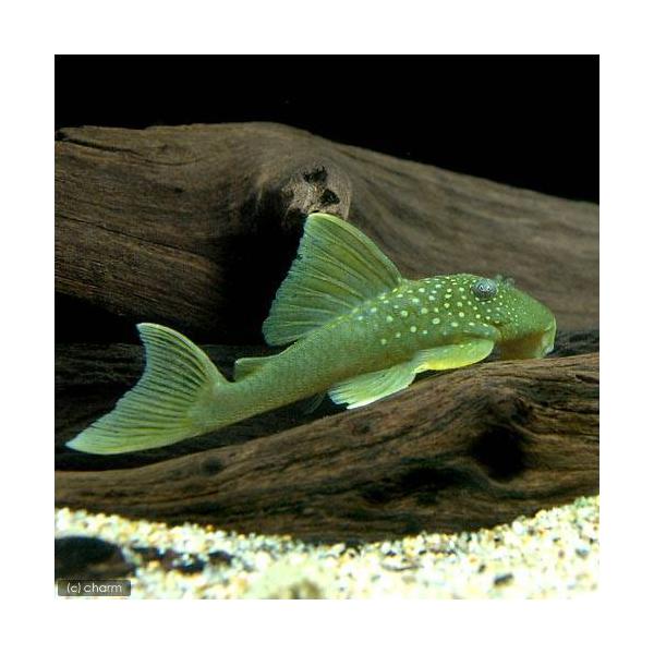 PF_SPQ　_aqua　熱帯魚・エビ他　プレコ　カイザー・グローボ系　ゴールデンブルーフィンプレコ　イエローフィンプレコ　グリーンイエローフィンプレコ　１匹　Ｈｅｍｉａｎｃｉｓｔｒｕｓ　ｓｕｂｖｉｒｉｄｉｓ　Ｌ２００　fish_datab...