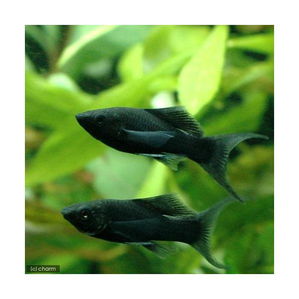 PF_SPQ　熱帯魚・エビ他　プラティ・卵胎生メダカ　ソードテール・モーリー　ライヤーテール・ブラックモーリー　４匹　fish_database　メダカの仲間　ビギナーにオススメ　Ｐｏｅｃｉｌｉａ　ｓｐｈｅｎｏｐｓ　ｖａｒ．　nagmj45...