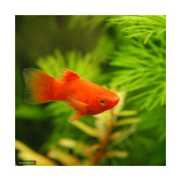 PF_SPQ　_aqua　熱帯魚・エビ他　プラティ・卵胎生メダカ　プラティの仲間　レッド・プラティ　４匹　fish_database　メダカの仲間　ビギナーにオススメ　aqua_life201110　kaijyo　MS0105　baby07...