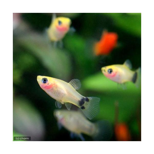 PF_SPQ　_aqua　熱帯魚・エビ他　プラティ・卵胎生メダカ　プラティの仲間　イエローミッキーマウス・プラティ　４匹　fish_database　メダカの仲間　Ｘｉｐｈｏｐｈｏｒｕｓ　ｍａｃｕｌａｔｕｓ　ｖａｒ．　ビギナーにオススメ　a...