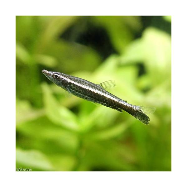 PF_SPQ　熱帯魚・エビ他　カラシン（テトラ等）　南米産（小型種）　ペンシル・細身系　ペンシル・フィッシュ　４匹　fish_database　onepoint　Ｎａｎｎｏｓｔｏｍｕｓ　Ｎａｎｎｏｂｒｙｃｏｎ　ｅｑｕｅｓ　エクエスペンシル　...