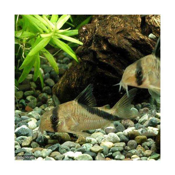 PF_SPQ　_aqua　熱帯魚・エビ他　コリドラス　ショートノーズ　コリドラス・メリニ　ワイルド　１匹　Ｈｏｐｌｉｓｏｍａ　Ｃｏｒｙｄｏｒａｓ　ｍｅｌｉｎｉ　fish_database　corydoras_roach　tanpin_itt...
