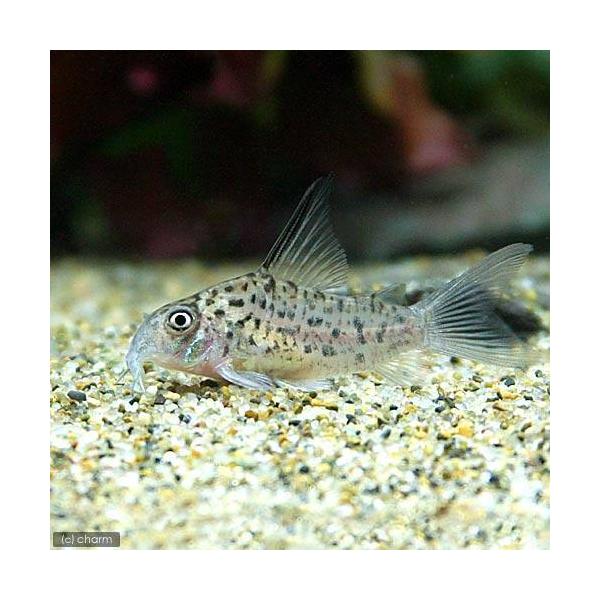 PF_SPQ　muryotassei_900_999　熱帯魚・エビ他　コリドラス　ラウンドノーズ　コリドラス・ロレトエンシス　ワイルド　１匹　Ｈｏｐｌｉｓｏｍａ　Ｃｏｒｙｄｏｒａｓ　ｌｏｒｅｔｏｅｎｓｉｓ　fish_database　paq...